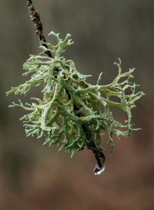 6 Edible Mosses and Lichens You Can Forage in the Wild – All Prepared