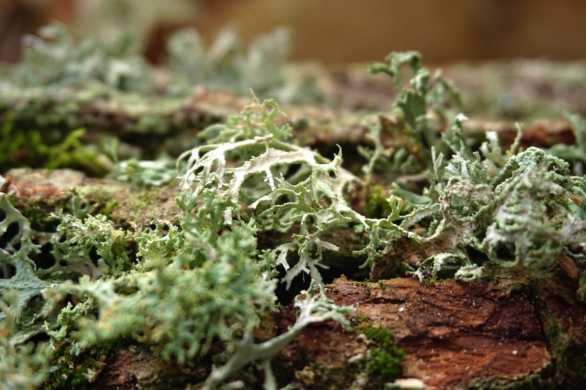 6 Edible Mosses and Lichens You Can Forage in the Wild – All Prepared