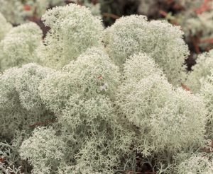 6 Edible Mosses and Lichens You Can Forage in the Wild – All Prepared